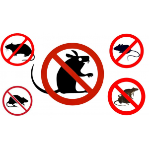 RefleqtMedia | Societatea DDD INSECTO SRL informează populația ...